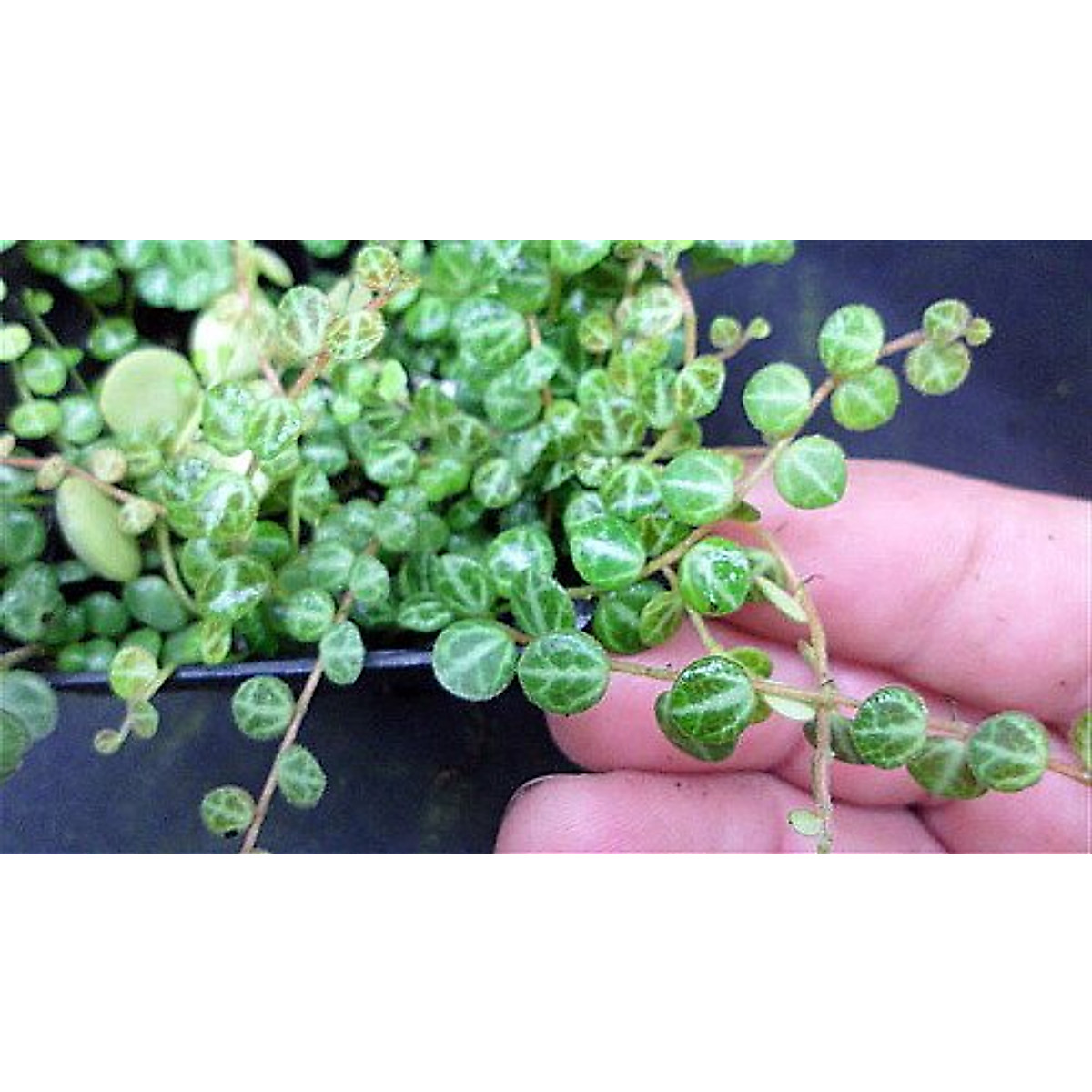 String of Hearts/Turtles/Peace Sign/Cross - Peperomia prostrata- 2.5" Pot