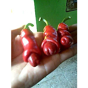 1312-Penis Peter Pepper Mix (Capsicum chinense) Seeds by Robsrareandgiantseeds UPC0764425789666 Bonsai,Non-GMO, Hottest,Organic,Historic,Super Hot, 1312 Package of 10 Seeds