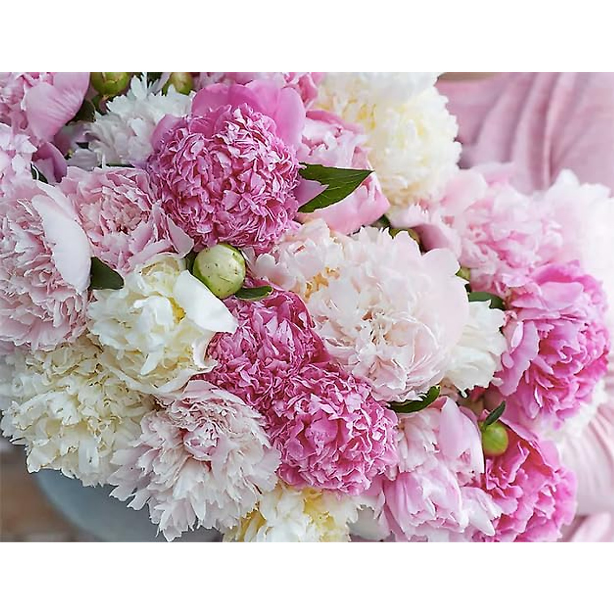 Marde Ross & Company Duchess De Nemours Double White Peony Bulbs - Bare Root 3-5 Eyes, Delightful Fragrance | Peony Plants for Planting Outdoors