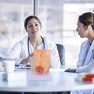 iplusmile Model of The Female Breast Human Breast Anatomy Model Lactation Teaching Nursing Trainning Education Tools for Medical Students and Teachers