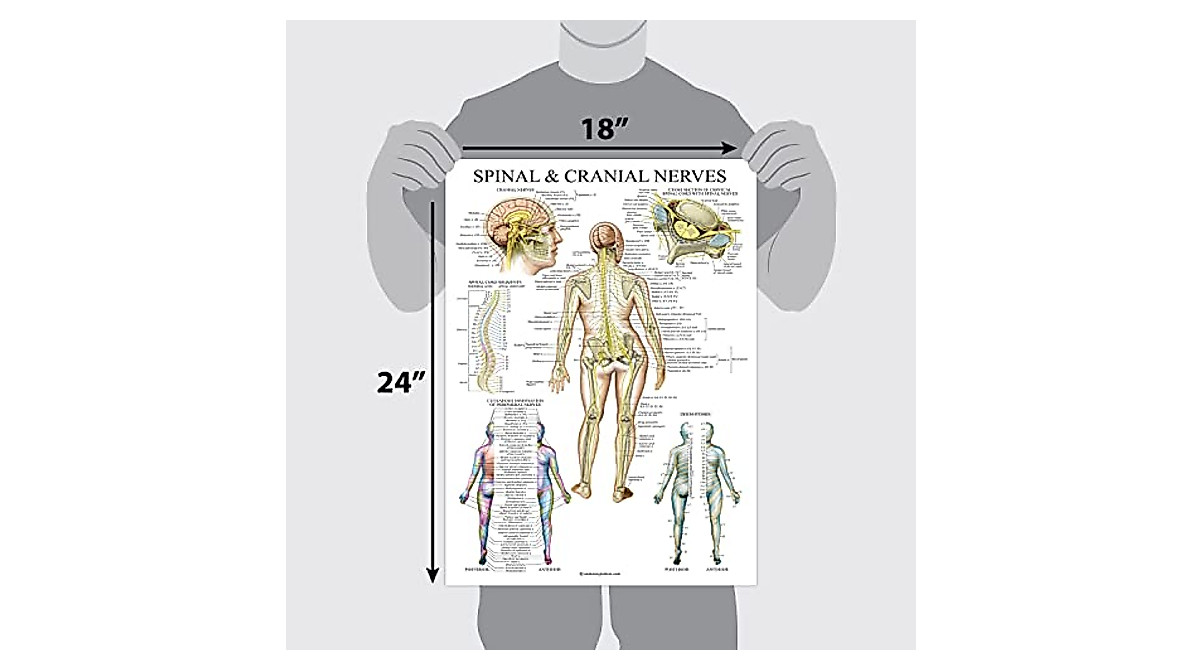 Anatomical Charts: Spinal & Cranial Nerves + Spine Disorders Set
