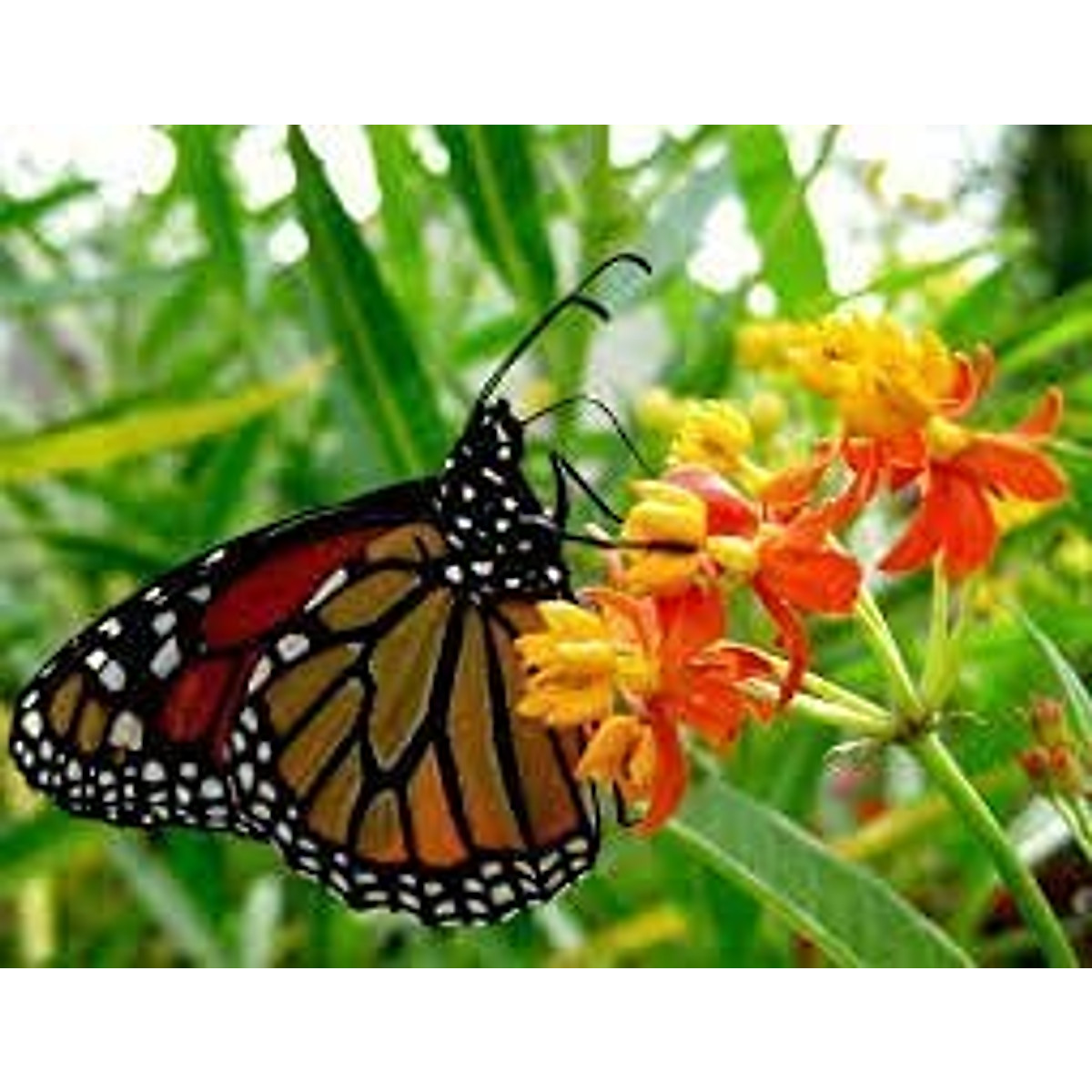 David's Garden Seeds Flower Milkweed Tropical 1195 (Multi) 200 Non-GMO, Heirloom Seeds