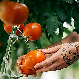 300 Pcs Plant Support Clips,Plant Clips for Climbing Plants Tomato Garden Vine Clips for Supporting Vegetables Plants Stalks,Vines,Climbing Plant Tomato Trellis Clips (White)