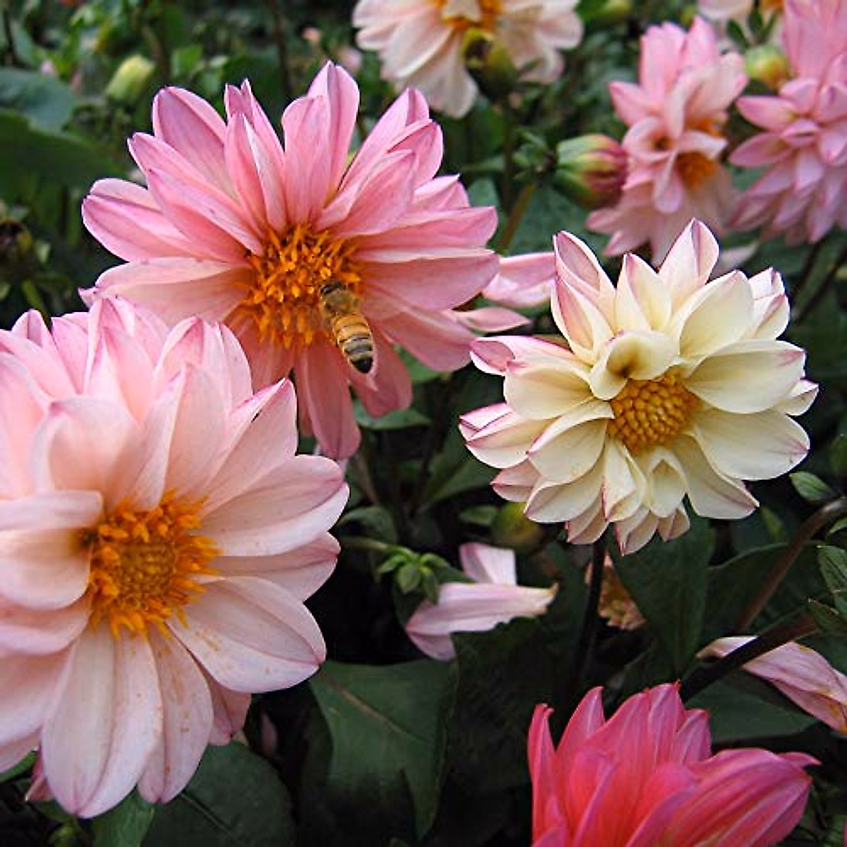 120+ Mixed Rare Dahlia Flower Seeds Spectacle Perennial Flowers Plant for Bonsai in Home Garden