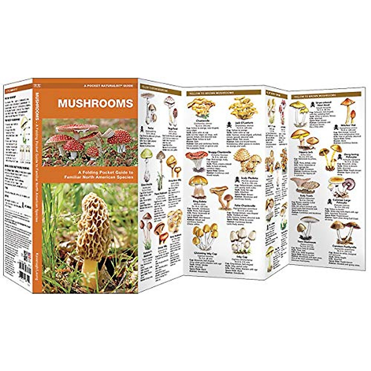 Mushrooms: A Folding Pocket Guide to Familiar North American Species (Nature Observation North America)
