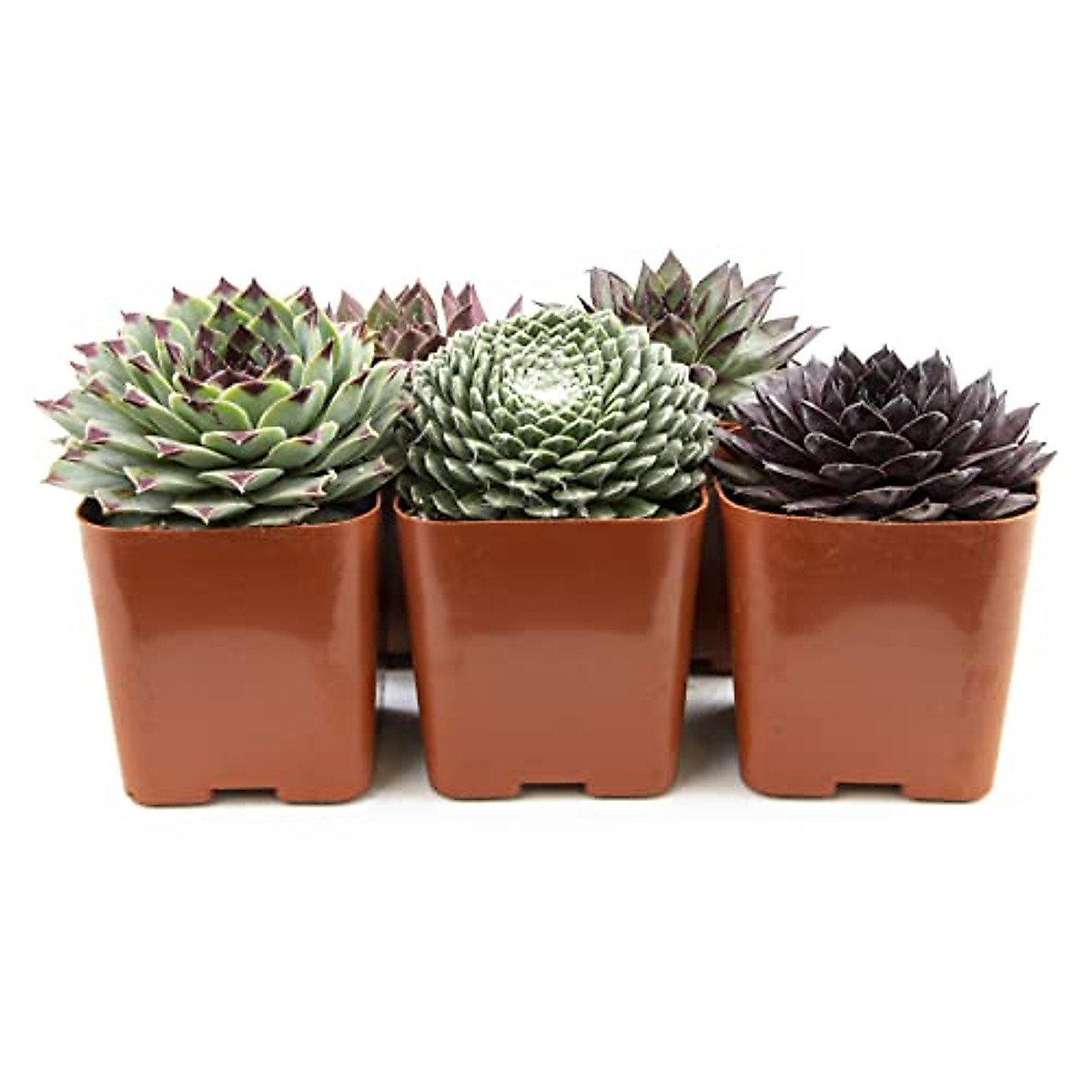 Sempervivum Succulents Plants Live Indoor Plants (5PK), Sempervivum Plants Live Houseplants, Hen and Chicks Live Plants Indoor House Plants, Rosette Succulent Plants in Plant Pots by Plants for Pets
