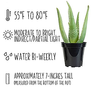 Aloe Vera Plant Live Succulent Plants, Live Aloe Vera Plant Succulents, Live Aloe Plant in Aloe Plant Pot, Aloe Plants Live Indoor Plants, Live Aloe Vera Plant Indoor House Plants by Plants for Pets