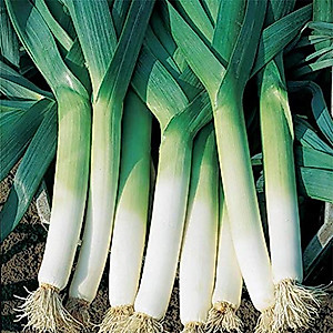 Large American Flag Leek Seeds for Planting (300mg) | Non GMO, Heirloom, USA Seeds | Garden Vegetable Scallion Onion | Crisp Sweet Flavor Great Tasting