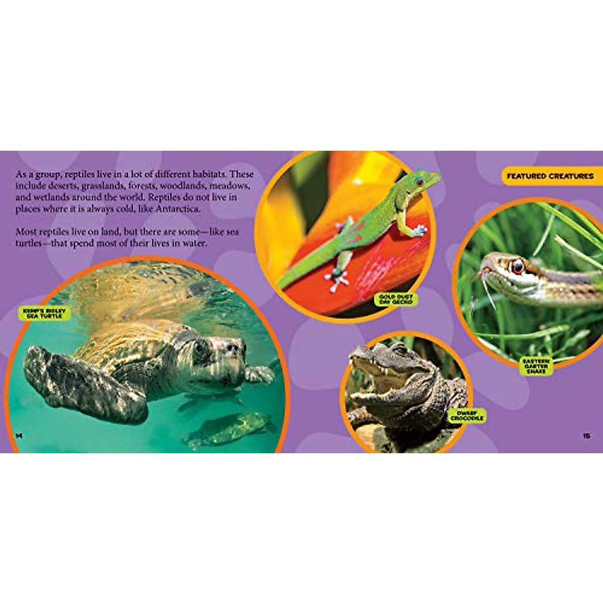 National Geographic Little Kids First Big Book of Reptiles and Amphibians (National Geographic Little Kids First Big Books)