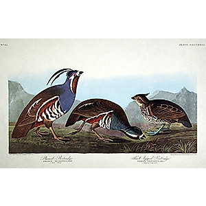 Plumed Partridge, Thick-legged Partridge. From"The Birds of America" (Amsterdam Edition)