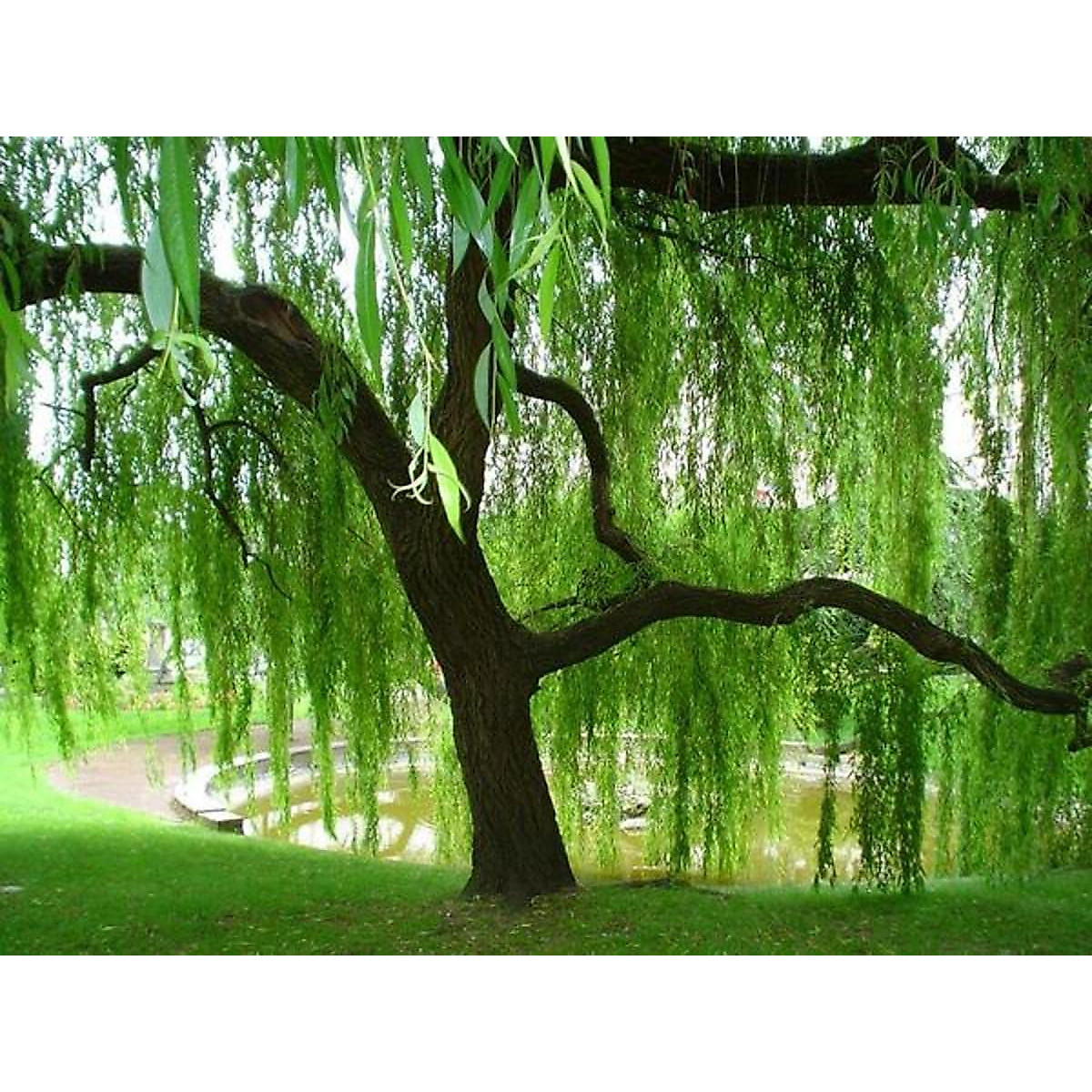 Weeping Willow Tree Cuttings to Plant - Fast Growing Trees - Beautiful Arching Canopy - Popular asBonsai (4 Weeping Willows)