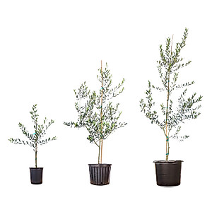 PERFECT PLANTS Arbequina Olive Live Plant, 2-3ft, includes Care Guide