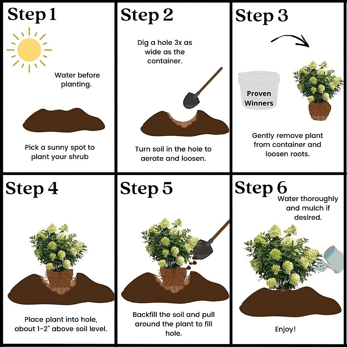 2 Gal. Limelight Prime Hydrangea Shrub, Green to Pink blooms