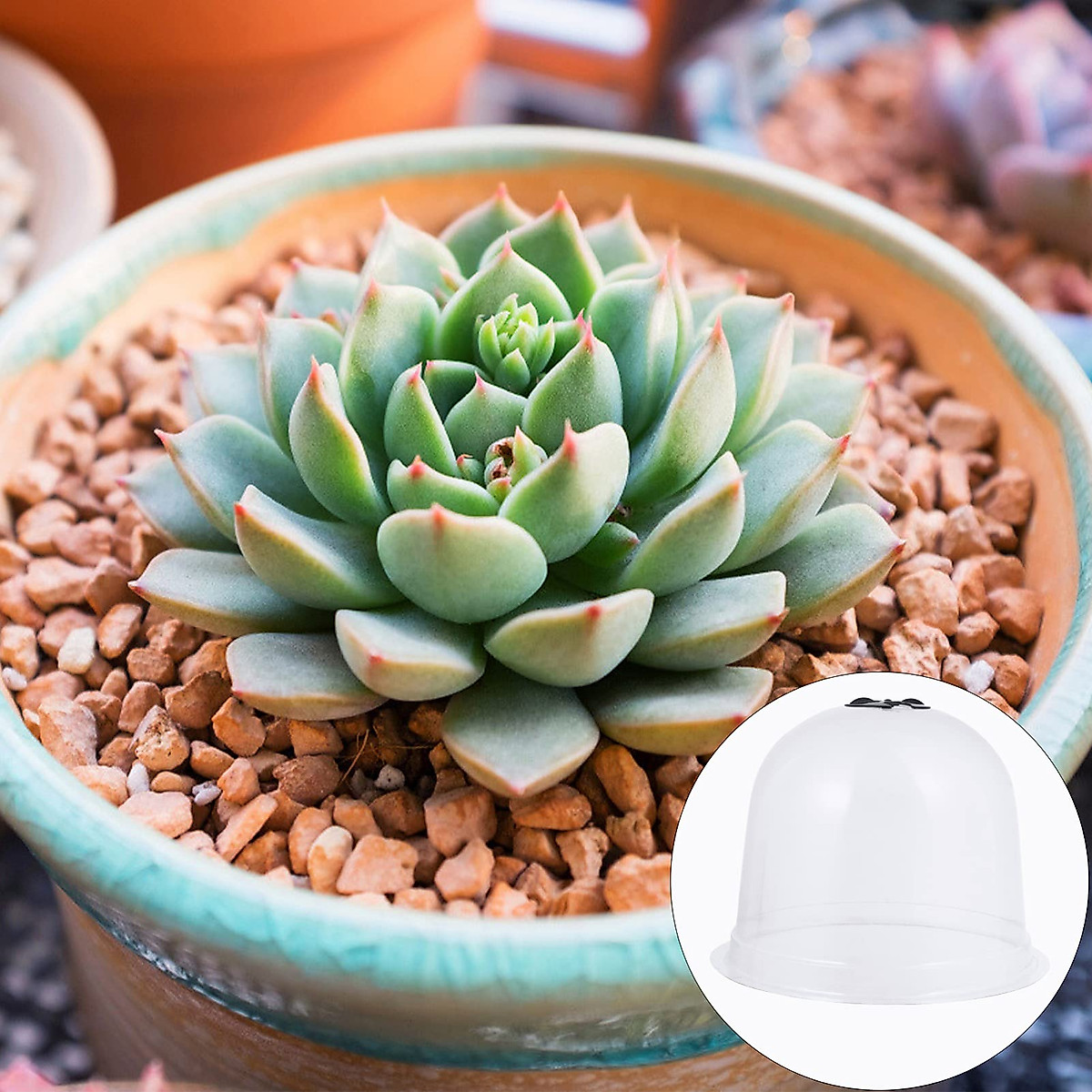 Hemoton 6pcs Plastic Plant Dome Bell Cover Garden Cloche Cover Moisturize Cover with 18 Ground Securing Pegs 10 Plant Label Humidity Dome for Seed Starter