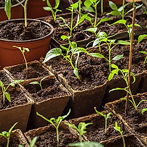 GROWNEER 120 Packs 2.3 Inches Square Peat Pots Plant Starters for Seedling with 15 Pcs Plant Labels, Biodegradable Herb Seed Starter Pots Kits, Garden Germination Nursery Pot