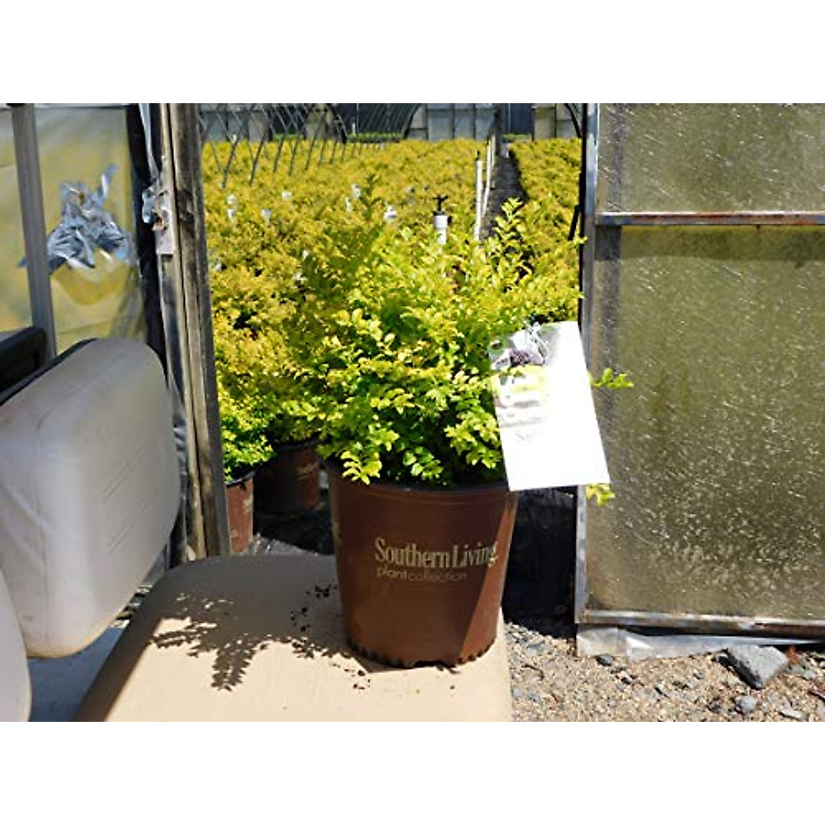Southern Living Sunshine Ligustrum 2 Gallon