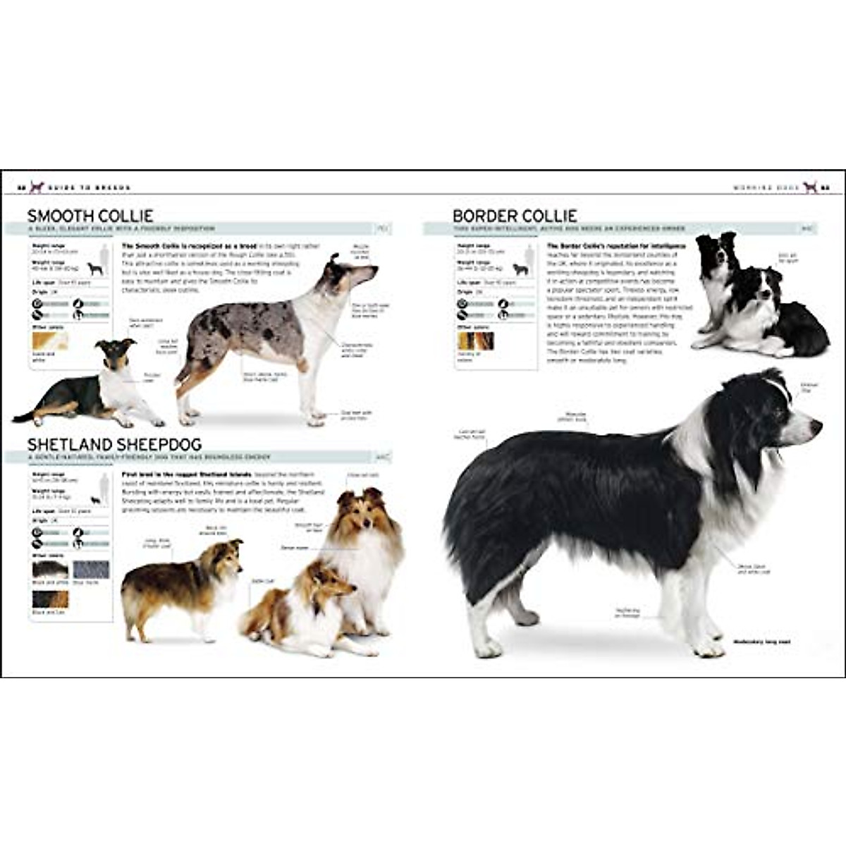 The Complete Dog Breed Book, New Edition (DK Definitive Pet Breed Guides)
