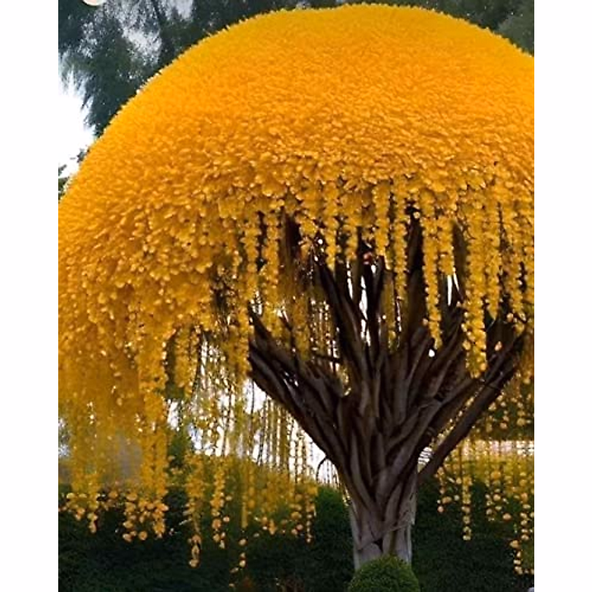 Golden Shower Tree Seeds for Planting (10 Seeds) - Stunning Weeping Yellow Blooms