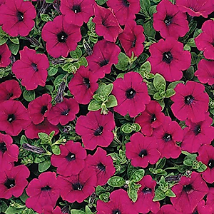 Outsidepride Spreading Purple Classic Wave Petunia Garden Flowers for Hanging Baskets, Pots, Containers, Beds - 30 Seeds