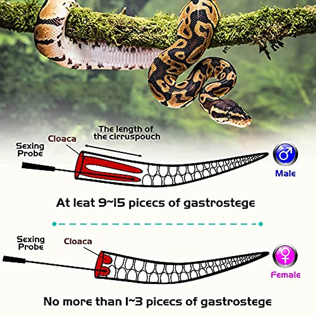 Antidious Snake Probes Kit，Snake Sexing Probing Gender Probes with Round Tip and Naturally Hypoallergenic Metal, Snake Gender Probes Tool Let You Know if You Snake is Boy or Girl.