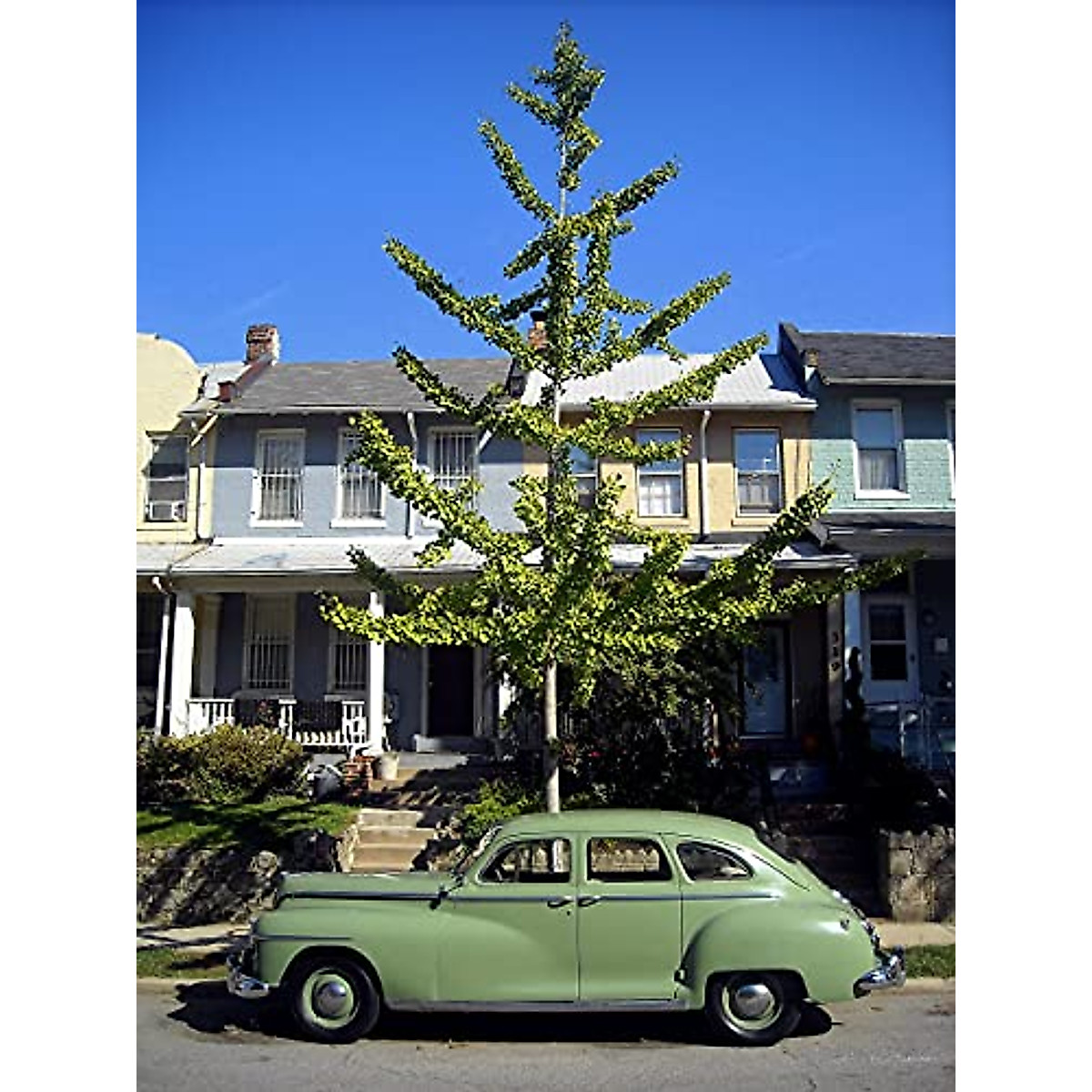 Jurassic Ginkgo | Tree Seed Grow Kit | The Jonsteen Company