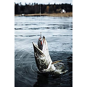 Lure with Two No 3/0, 1-1.4m, Swim Depth, 16cm, Live Roach Size