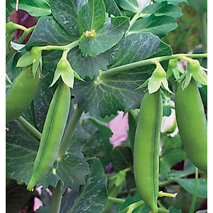 25 Little Marvel Pea Seeds for Planting Heirloom Non GMO 5+ Grams Garden Vegetable Bulk Survival