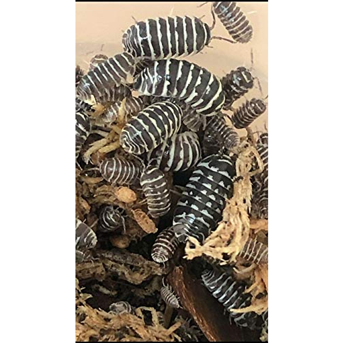 Bugzy Bugs Zebra Armadillidium Isopods 10 Count Live Roly Poly Cleanup Crew Feeders for Terrarium Reptile Insect Pet Food
