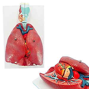 Veipho Human Lung Model, Respiratory System Model with 51 Parts Indication Signs, 7 Removable Parts Life Size Lung Model, Lung Anatomical Model for Study, Includes Heart and Throat & Base and Chart
