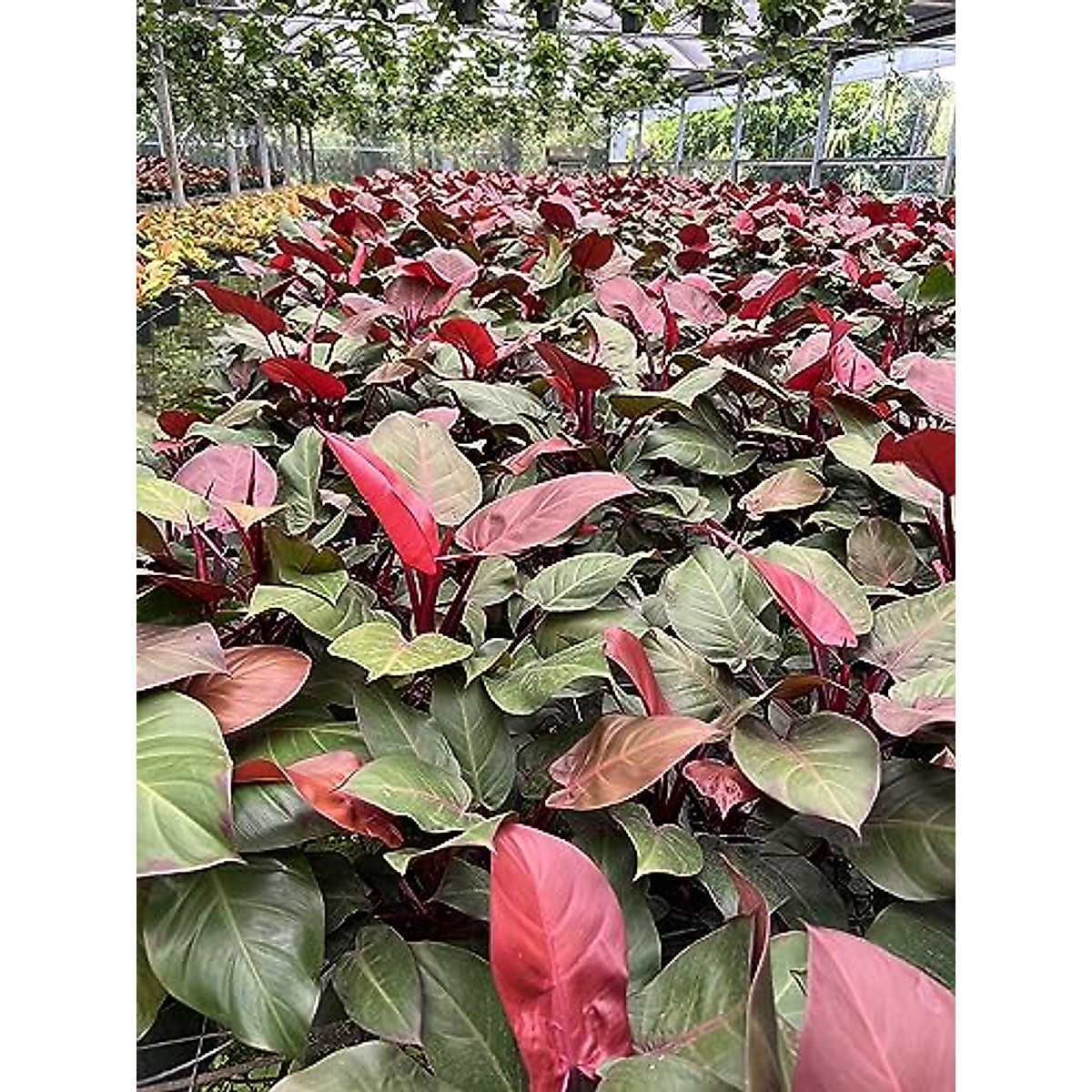 Peter's 20-20-20. 2 Pounds. General Purpose Water Soluble Fertilizer with Micro Nutrients.