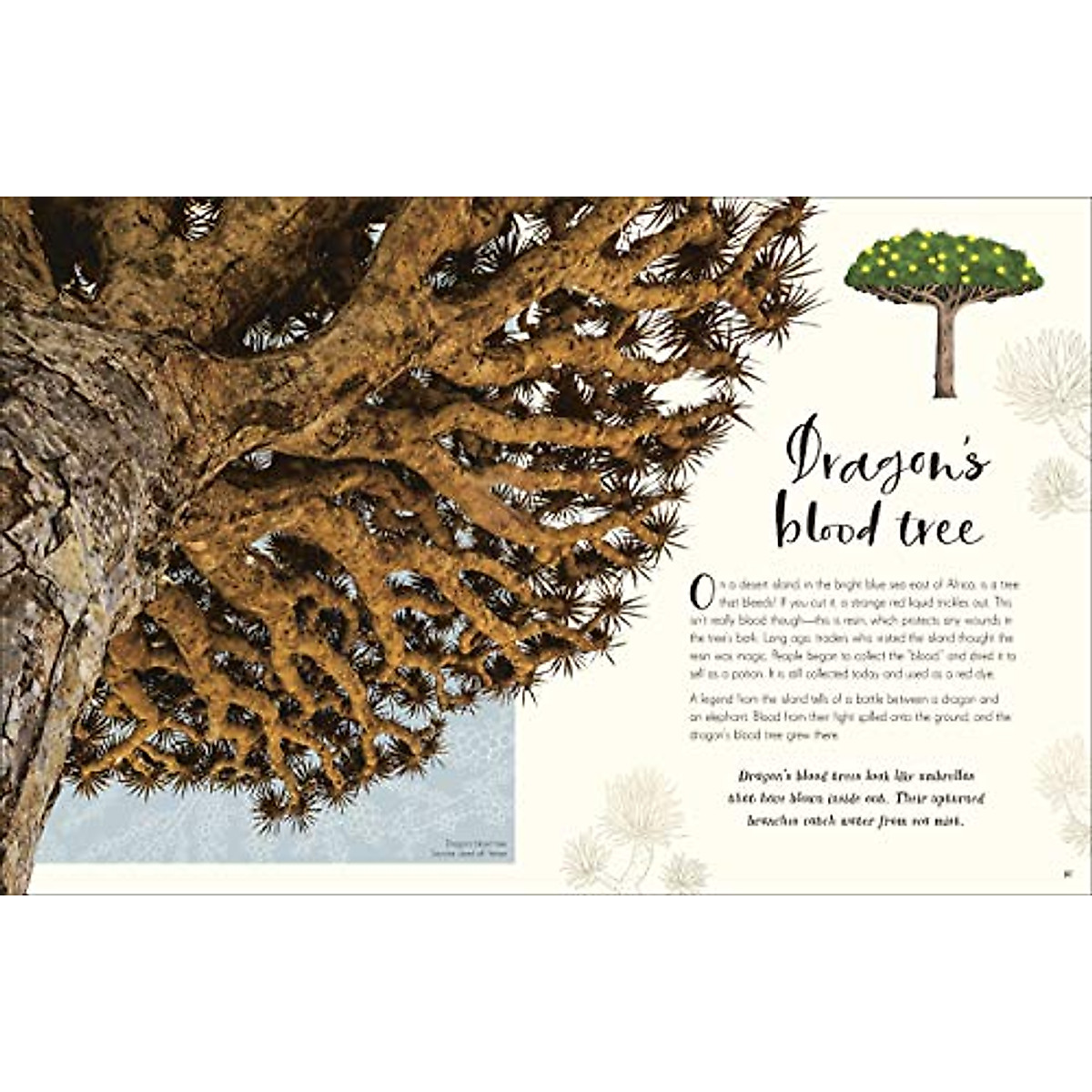 The Wonders of Nature (DK Children's Anthologies)