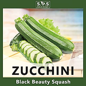 Planting 5 Individual Packets W/Garden Gift Box- Pumpkin, Big Max Pumpkin, Table Queen Squash, Straightneck Squash and Zucchini for Your Non GMO Heirloom Vegetable Garden (5 Variety Pumpkin Seeds)