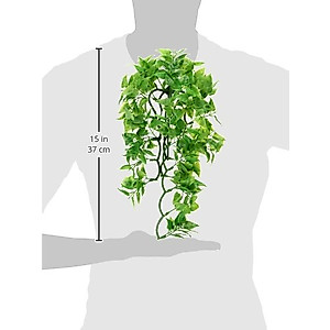 Zoo Med Laboratories SZMBU20 Natural Bushy Mexican Phyllo, Medium