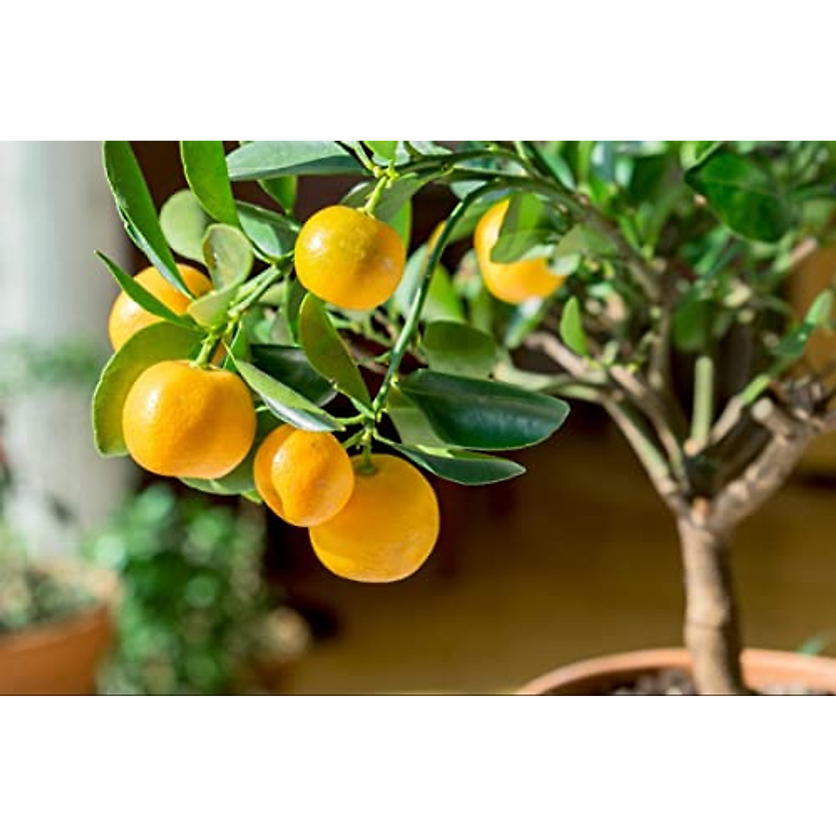 30pcs Lemon Tree Seeds for Planting, Non-GMO Heirloom and Organic, High Survival Rate Fruit for Home Garden