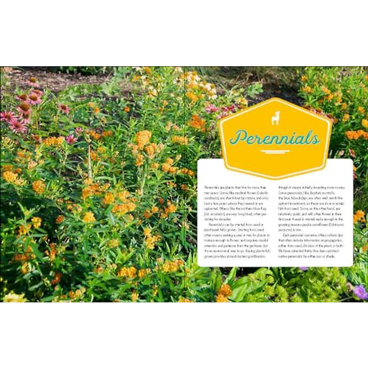 Deer-Resistant Native Plants for the Northeast