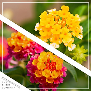 Live Flowering Lantana - Color Mix (2 Plants Per Pack) - Grower's Choice Multi Color Blooms, Healthy Blooming Pollinator, 8" Tall by 5" Wide in 1 Qt Pot