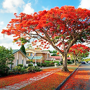 QAUZUY GARDEN 10 Flamboyant (Royal Poinciana) Delonix Regia Flame Tree Seeds, Non-GMO Heirloom Tree Seed, Striking Perennial Exotic Tropical Bonsai Accent Tree