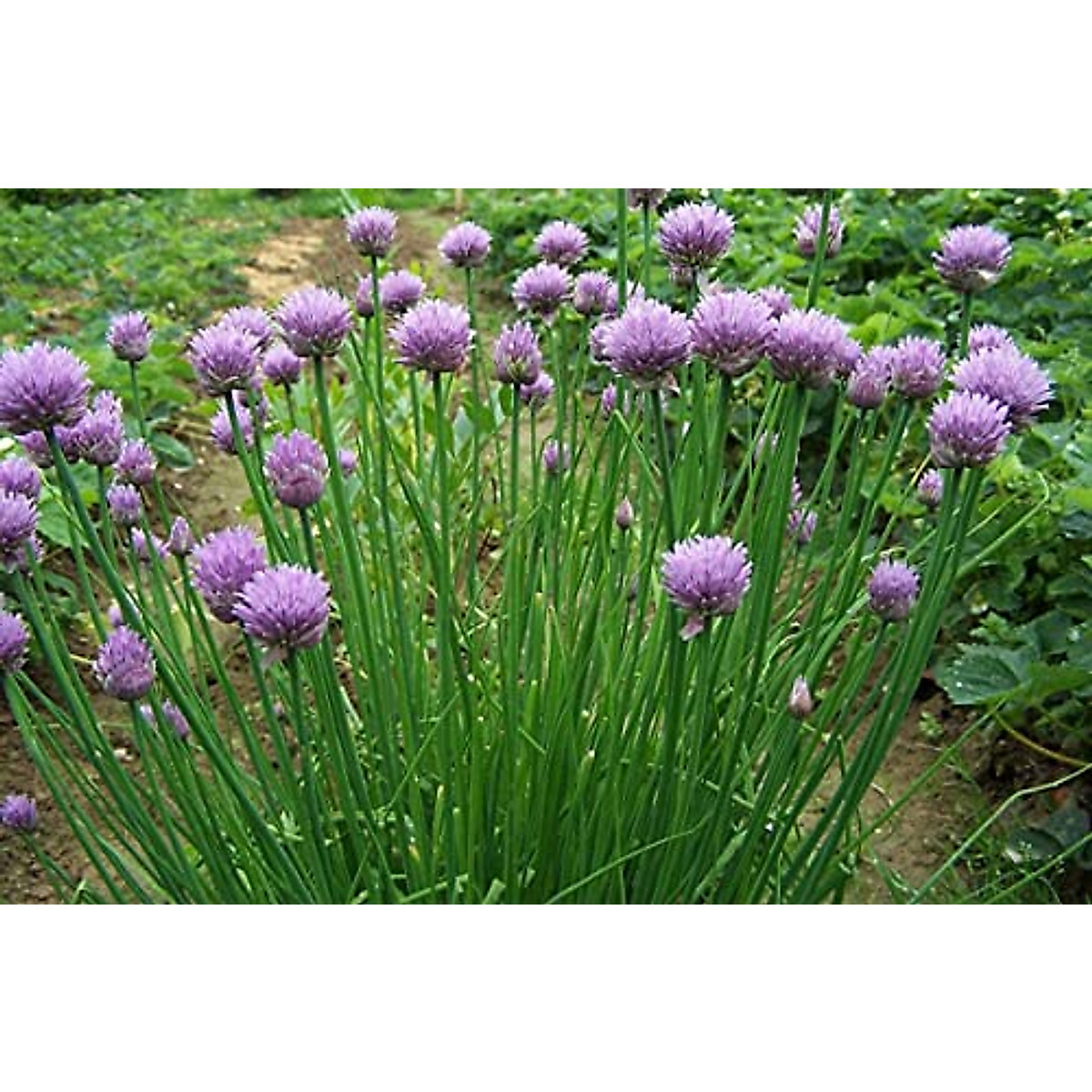 3000 Common Chive Seeds for Planting Non GMO 5 Grams of Seeds Garden Vegetable Bulk Survival Chives