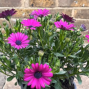 QAUZUY GARDEN Seeds - 200 Premium African Daisy Seeds Cineraria Cape Marigold Flower Mix, Heirloom, Drought Tolerant, Attracts pollinators