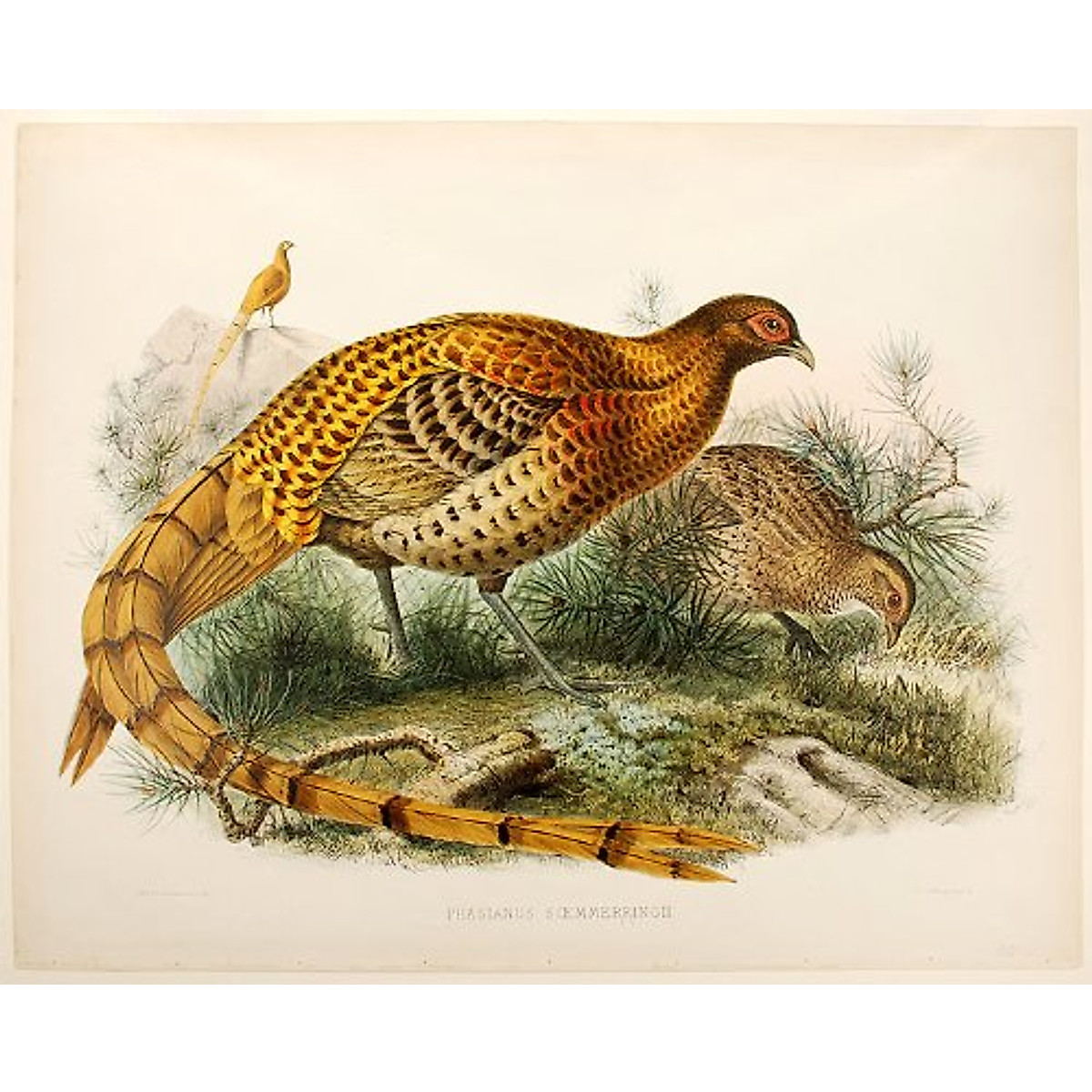 Phasianus Soemmerringii [Soemmering's Pheasant]