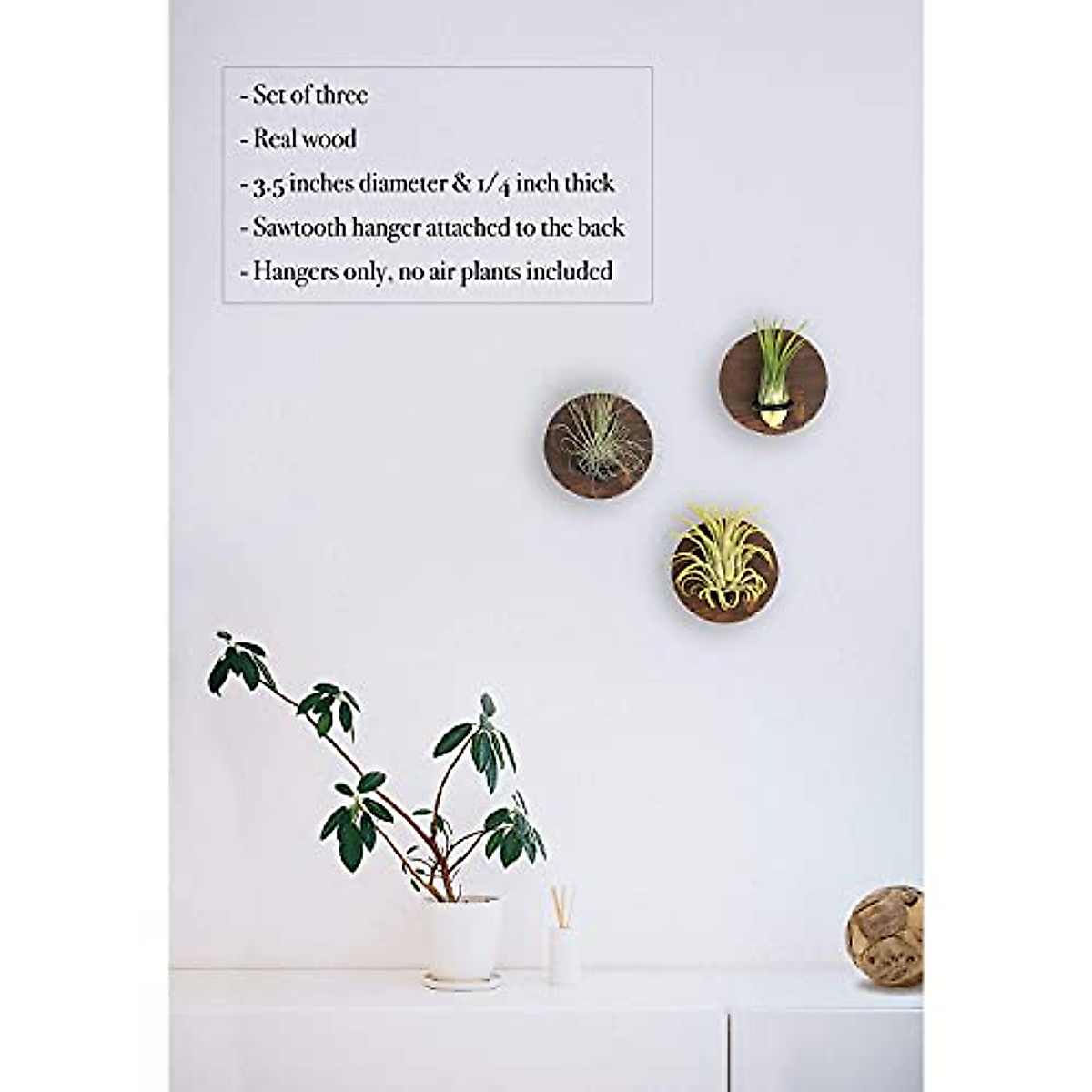 Set of 3 Air Plants Holders - Real Wood Live Air Plant Holders - Three 3 1/2" Wood Circles - Airplant Planter Holder