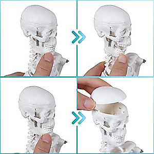 Aliwovo Skeleton Model Anatomy Mini Human Anatomical Skeleton Medical Education Study 17.7&quot;Model with Colorful Manual and Exquisite Packaging