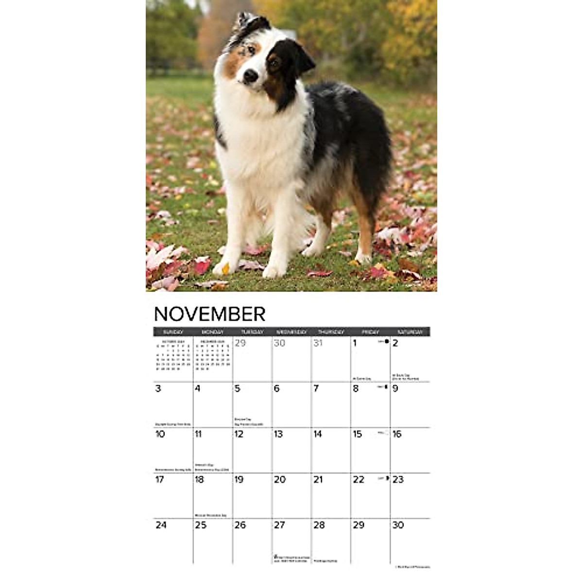 Willow Creek Press Australian Shepherds Monthly 2024 Wall Calendar (12" x 12")