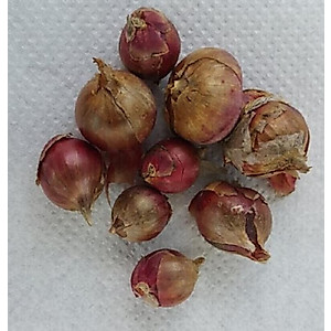 25 Egyptian Walking Onion Bulbs Walking Onion Egyptian Onion Bulbs