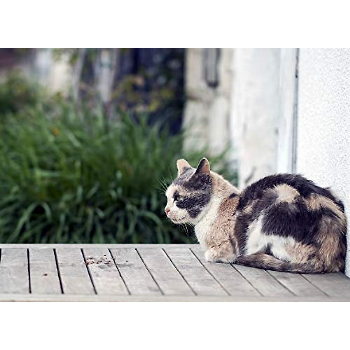 HAPPY PET VITAMINS LLC cat Allergy Prevention - CAT Allergy Relief - Supports Immune System - Vet Recommended - Itch Relief - quercetin Powder for cat - 2 Bottles (150 Chew Tablets)