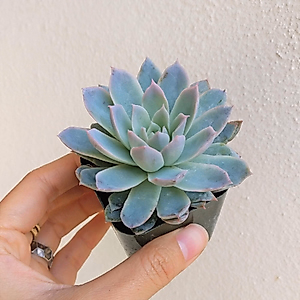 Echeveria Violet Queen 2" | Healthy Succulent Echeveria Live Easy Care Indoor House Plant, Fully Rooted in 2/4/6 inch Sizes
