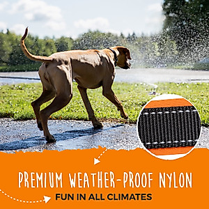 Mighty Paw Ultra Soft Dog Collar - Ultimate Comfort with Soft Neoprene Padding - All-Metal Adjustable Buckle for Large & Small Dogs - Mighty Strong for Long Lasting Durability - Fun in All Climates