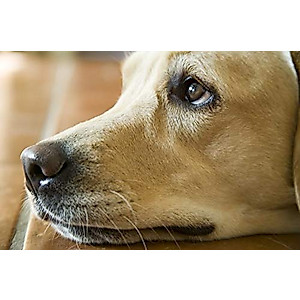 Dog Eye Supplement - Dog Eye Health Solution - Supports Vision - Advanced Complex - Dogs Eye Vitamins - 60 Tablets (1 Bottle)