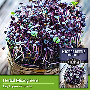Survival Garden Seeds Opal Basil Microgreens for Sprouting and Growing - Seed to Sprout Green Leafy Micro Vegetable Plants Indoors - Grow Your Own Mini Windowsill Garden - Non-GMO Heirloom Variety