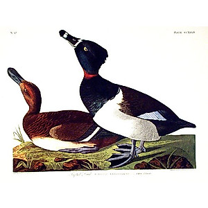 Tufted Duck. From"The Birds of America" (Amsterdam Edition)